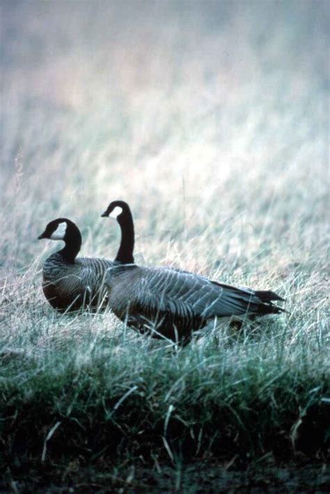 Free Picture Branta Canadensis Nest Waterfowl Bird