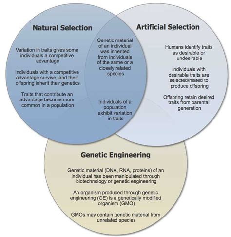 Unlocking The Answers Artificial Selection And Selective Breeding Worksheet Answer Key Revealed