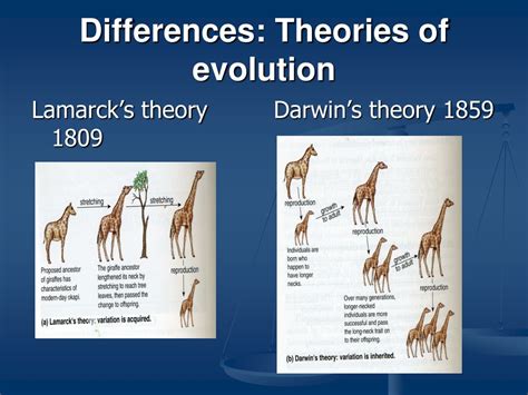 Ppt Evolution Powerpoint Presentation Free Download Id9151724