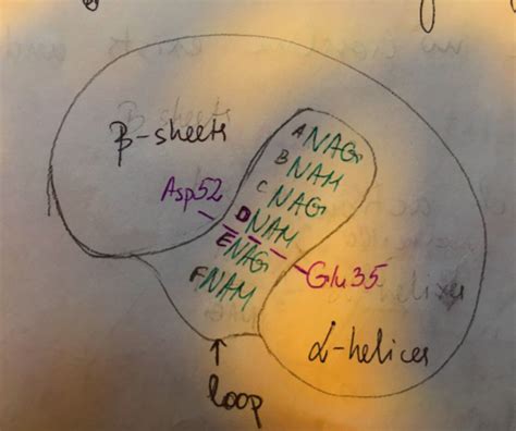 Diagram Of Lysozyme Active Site And Structure Quizlet Diagram Of Lysozyme Active Site And Structure Quizlet