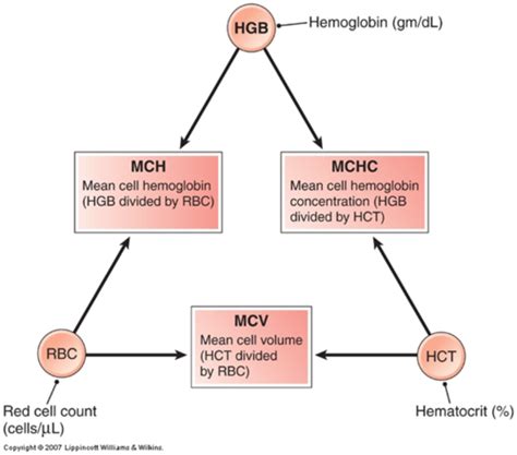 Curs 3 Seria Eritrocitara Anemii Policitemii Fp Flashcards Quizlet