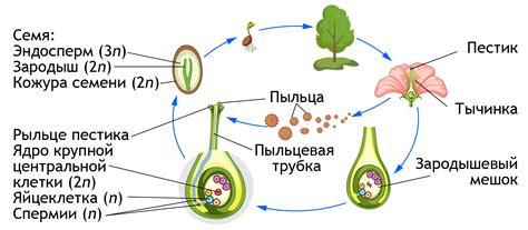 Что такое оплодотворение 6 класс School