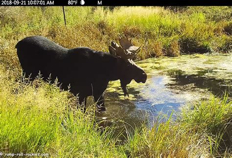 Romping And Rolling In The Rockies Moose During Mating Season