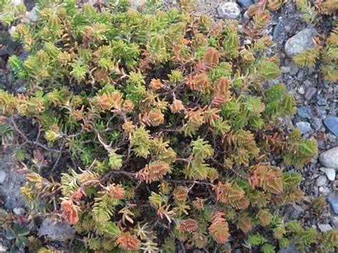 Sedum Sexangulare 300