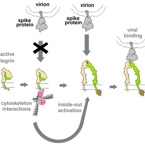 Diagram Of The Hypothesized Activation Of Integrin Through Interactions Download Scientific
