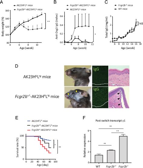 Igm To Igg Class Switching Is A Necessary Step For Pemphigus Phenotype