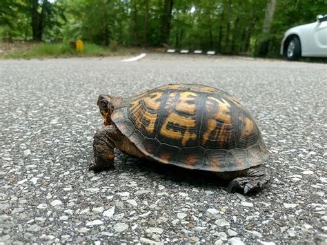turtle crossing a classic arcade game revisited in python