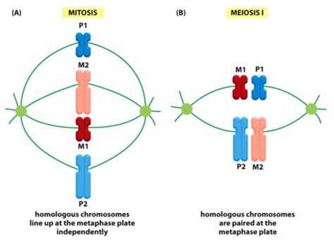 Cell And Molec Ch 19 Sexual Reproduction And Sex Determination Flashcards Quizlet