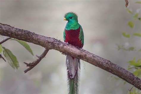 Sex And Design In Our Evolutionary Cousins Revista Mètode