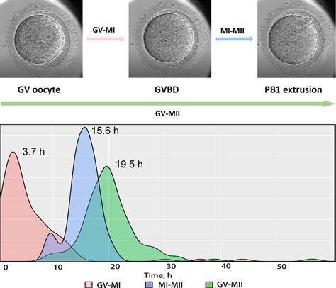 The Time Distribution Of Each Stage In All Oocytes Resuming Meiosis Download Scientific