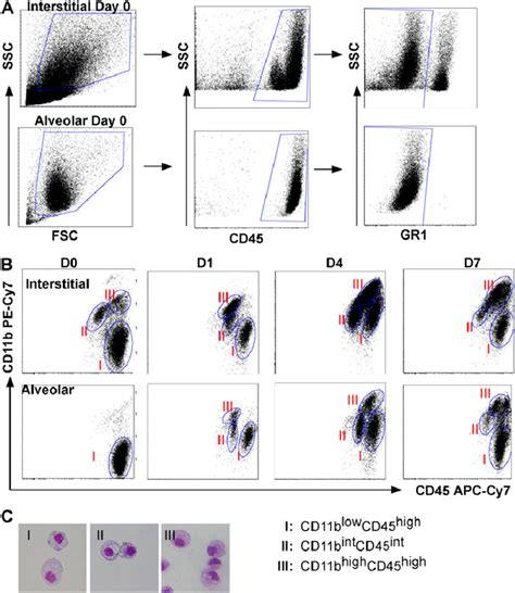 Identification Of Pulmonary Macrophage Subpopulations A