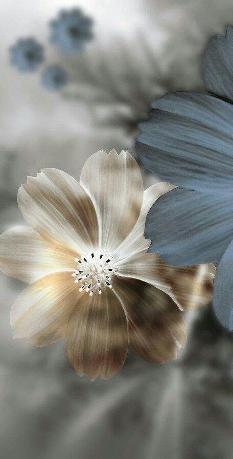 Pinterest Lovely Flowers Wallpaper Flower Phone Wallpaper Flowers