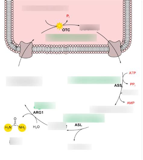 The Urea Cycle Diagram Quizlet