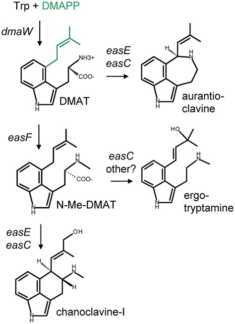 Early Pathway Intermediates And Spur Products Dmapp Download Scientific Diagram