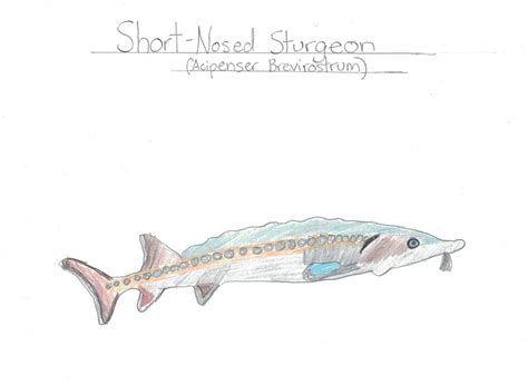 Sturgeon Drawing At Explore Collection Of Sturgeon
