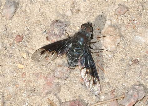 Anthrax Bee Fly Ii Anthrax Torulus