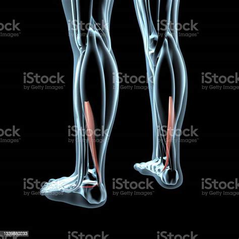 Xray 근육에 굴곡 할루시스 긴 근육의 3d 그림 0명에 대한 스톡 사진 및 기타 이미지 0명 건강관리와 의술 과학 Istock