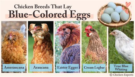 Ameraucanas And Their Blue Eggs🪺 Your Go To Guide Chickenexperts