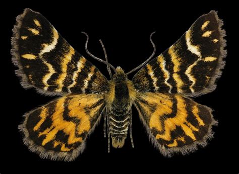 Night Moves The World Of Moths New Zealand Geographic