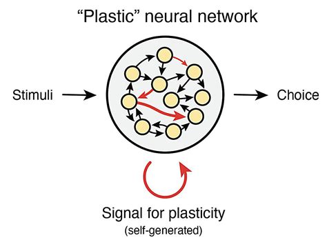 Brain Inspired Neural Networks Reveal Insights Into Biological Basis Of