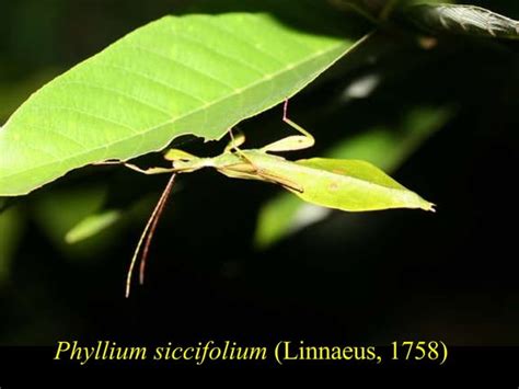 Naming Phasmids Ppt