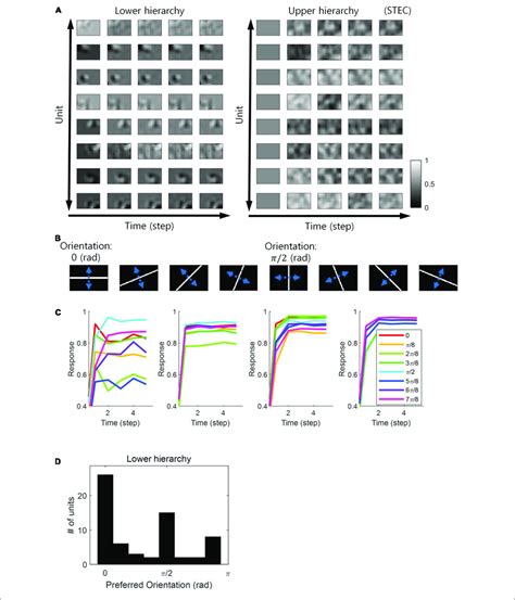 Orientation Preference A Examples Of Visual Receptive Fields Of Download Scientific