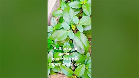 পাথরকুচি পাতার ঔষধি গুণ Viral Plants Youtube