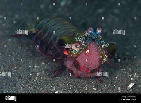 Smashing Mantis Shrimp Odontodactylus Scyllarus Adult Holding Egg Clutch Lembeh Straits