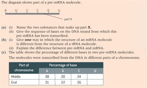 Answered The Diagram Shows Part Of A Pre Mrna Bartleby