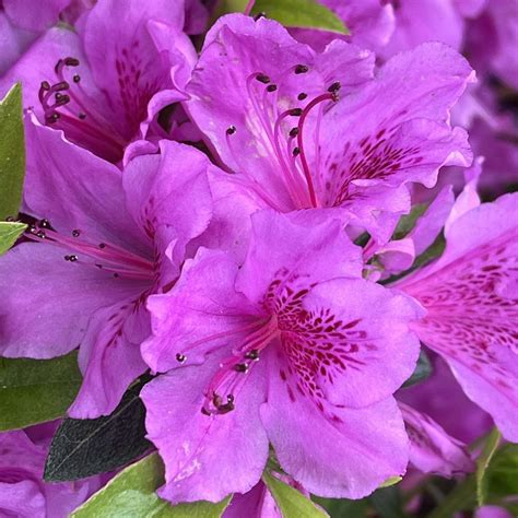 Azalea Gable Herbert Azalea Herbert From Saunders Brothers Inc