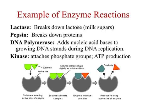 Ppt Enzymes Biological Catalysts Powerpoint Presentation Id 5736986