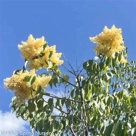 Beijing Gold Peking Lilac Syringa Reticulata Mandy Spring Farm