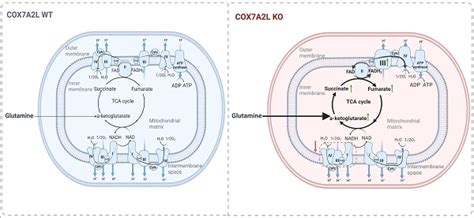 Mitochondrial Supercomplex Assembly Regulates Metabolic Features And