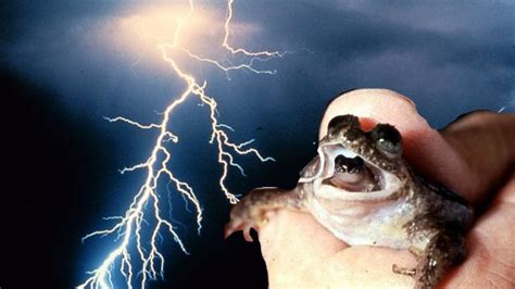 Its Alive Evil Cackle Formerly Extinct Gastric Brooding Frog Brought Back From The Dead
