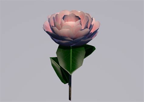 花 山茶花模型 花卉模型库 Cinema 4d C4d 模型下载 Cg模型网