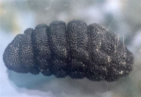 Bot Flies In Squirrels What To Do A Quick Guide For Worried Wildlife Enthusiasts Whats