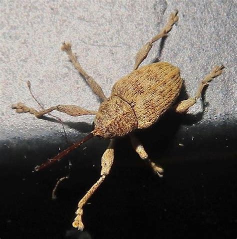 Curculio Bugguide Net