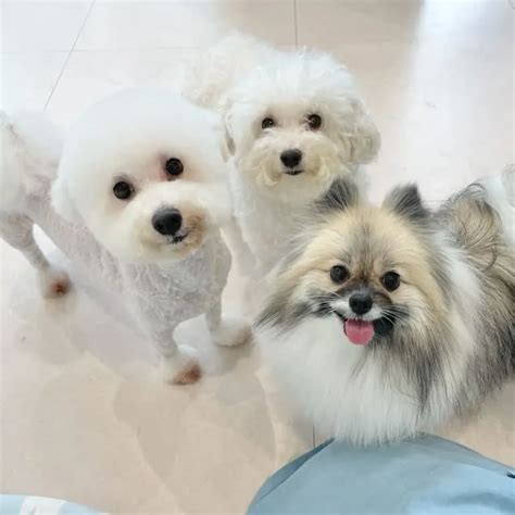 나도 스하리 1000명 프로젝트 도와줘~~ 무조건 환영이야♡ 늦은나이에 의류매장만20년하다😞 이제 반영구 속눈썹 창업준비중이야😂 우리 이쁜이들도 소개할게 ㅎ 순심 몽실