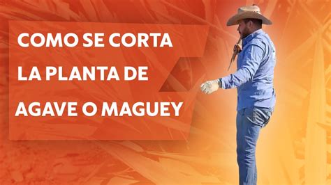 Como Se Corta La Planta De Agave O Maguey Youtube