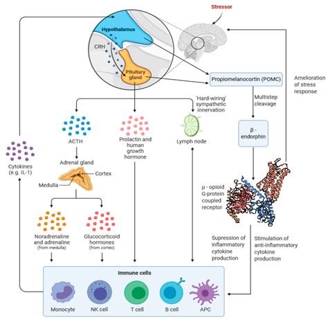 Roles of β Endorphin in Stress Behavior Neuroinflammation and Brain Energy Metabolism