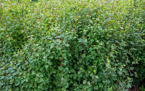 How To Grow And Care For Red Currant Bush