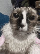 Cat Meme  Cat Meme Tiktok Discover And Share S