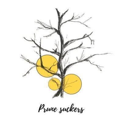 How To Prune Apple Trees In 8 Easy Steps Mehrabyan Nursery