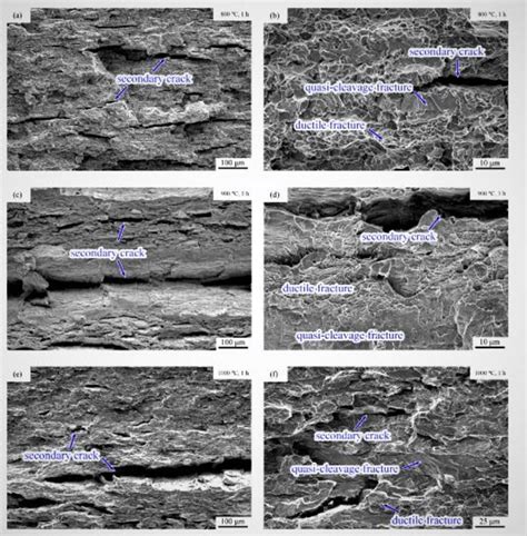 SEM Images At Temperature A B Of C C D Of C And Download Scientific Diagram
