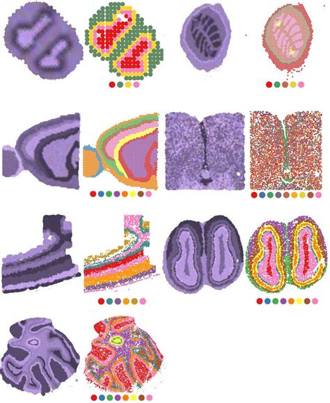 Simulated Hande Stained Images And True Cell Type Assignments Of Datasets