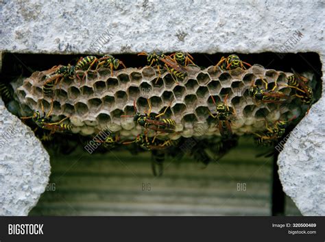Hornet Nest In Wall