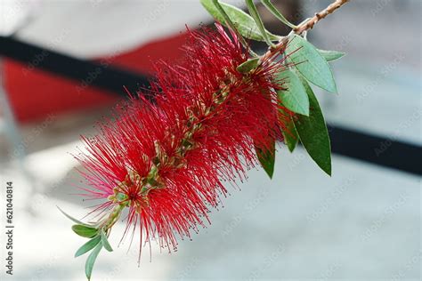 Melaleuca Citrina Now Known As Melaleuca Viridiflora Is A Species Of