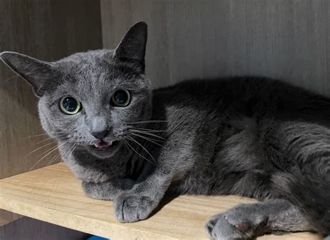 러시안블루레오 고양이책임무료분양 강아지분양 고양이분양 컴투펫 시츄 셔틀랜드쉽독 말티푸 미니핀 치와와 요크셔테리어 포메라니안 말티즈 분양