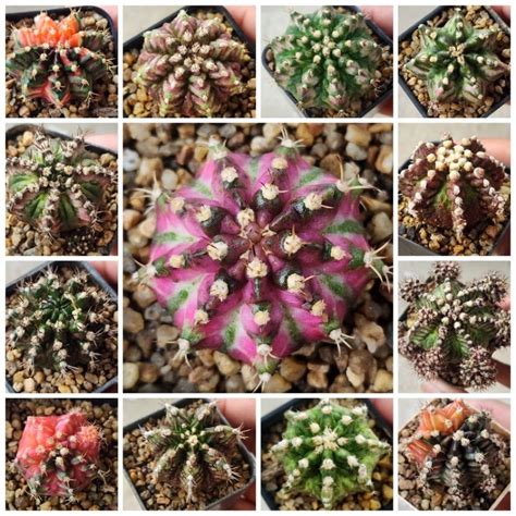 [เซท3] ลูกไดโนเสาร์ T Rex T Luk ฯลฯ ไม้เมล็ด สีสวย ฟอร์มเด่น ทรงดี น่าสะสม Shopee Thailand