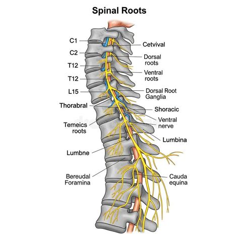 Anatomical Illustration Of Spinal Roots And Nerves Stock Illustration